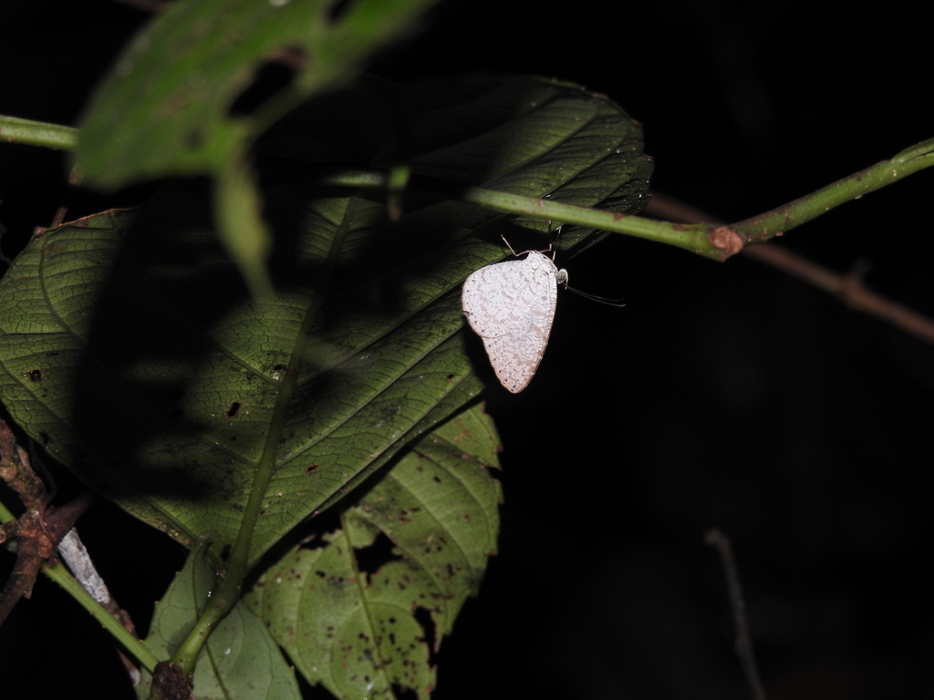 Allotinus from Unnamed Rd,, Lahad Datu, Sabah, Malaysia on August 19 ...