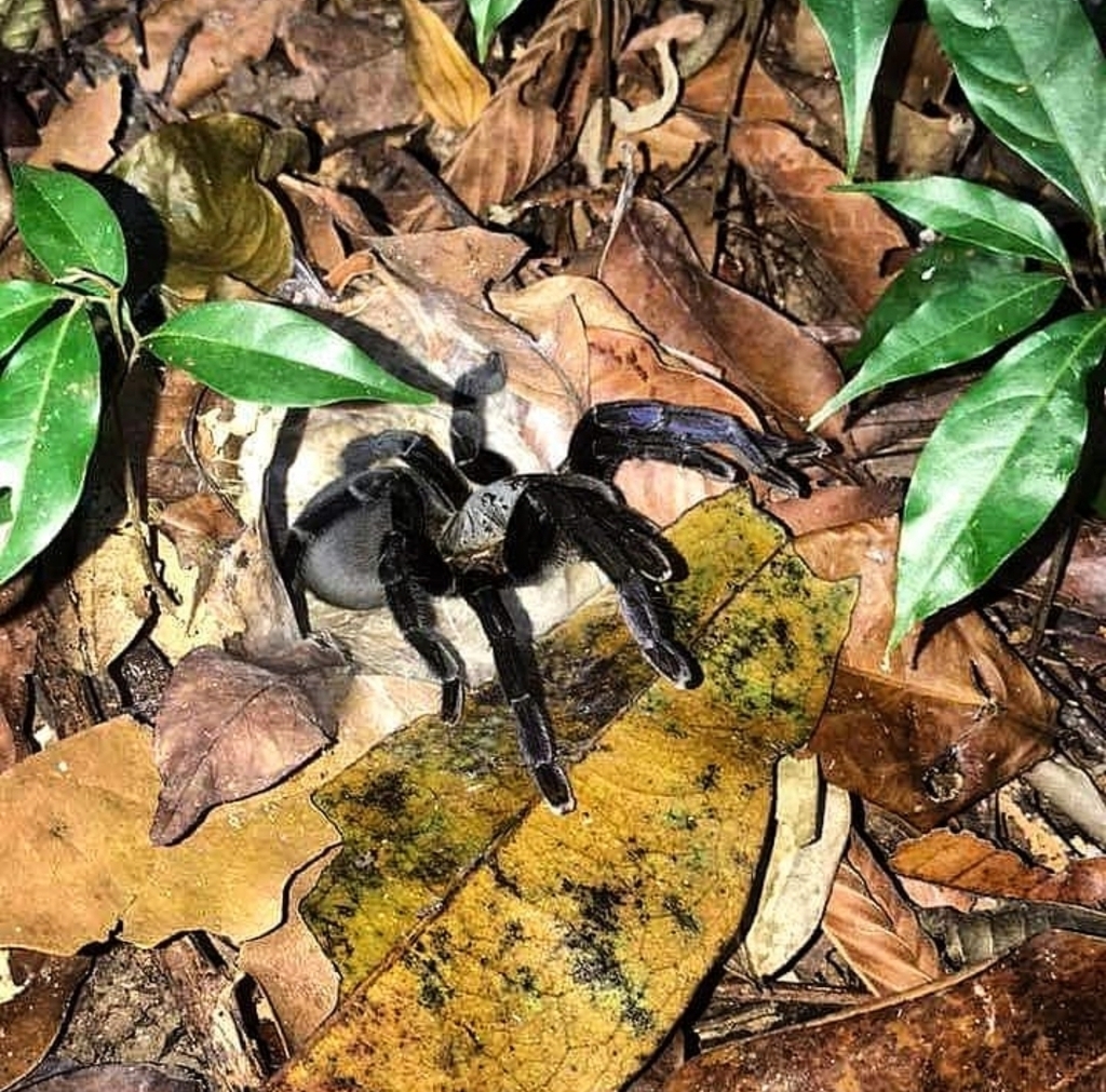 Southeast Asian Tarantulas from Koh Chang Tai, Ko Chang District, Trat ...