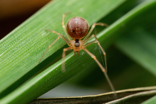 Rugathodes instabilis · iNaturalist