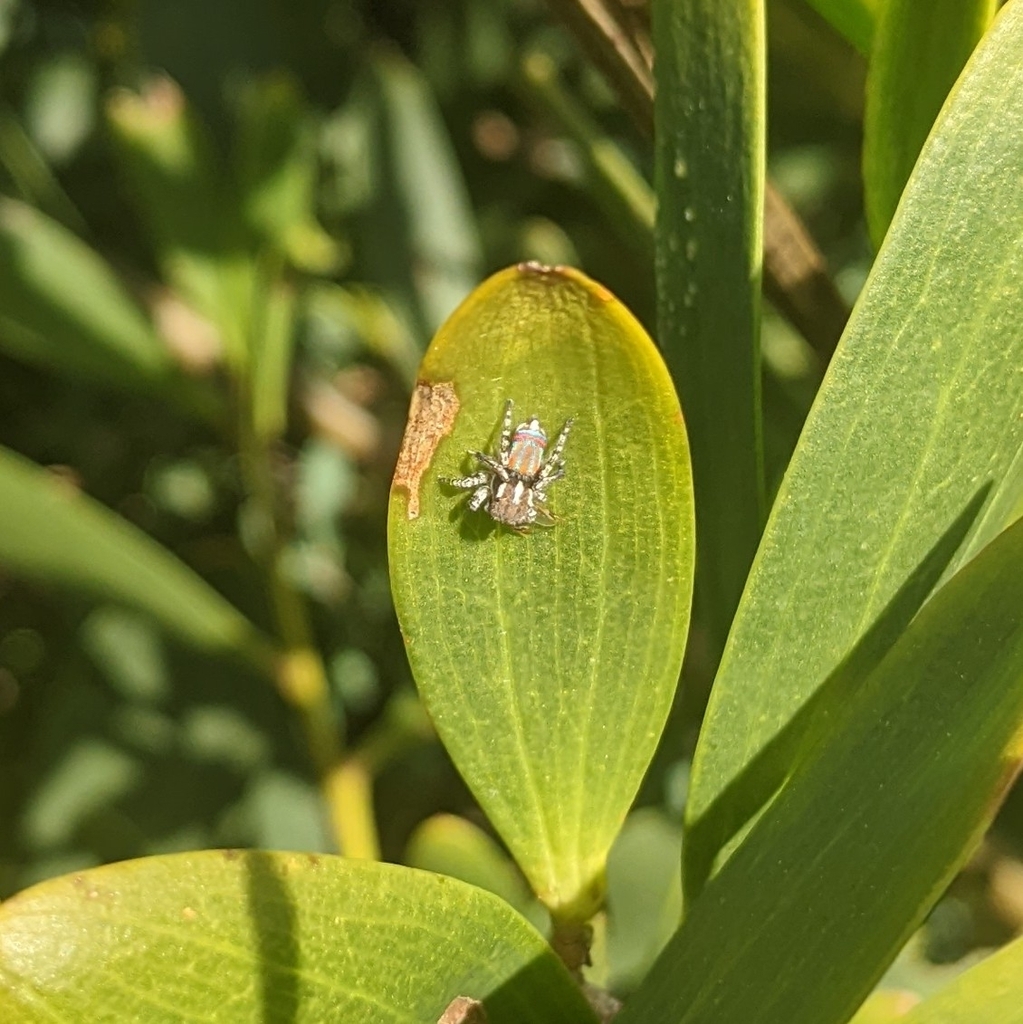 Common Peacock Spider from Blairgowrie VIC 3942, Australia on August 27 ...