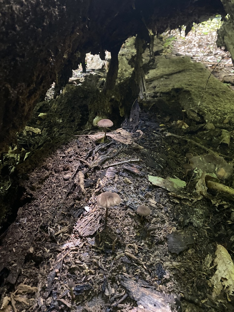 redspored dapperling from SR-135, Nashville, IN, US on August 13, 2022 ...