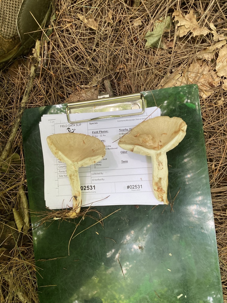 Russula pectinatoides from SR-135, Nashville, IN, US on August 13, 2022 ...