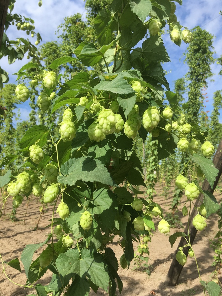 common hops from Waarbeek, Asse, Vlaams-Brabant, BE on August 29, 2022 ...