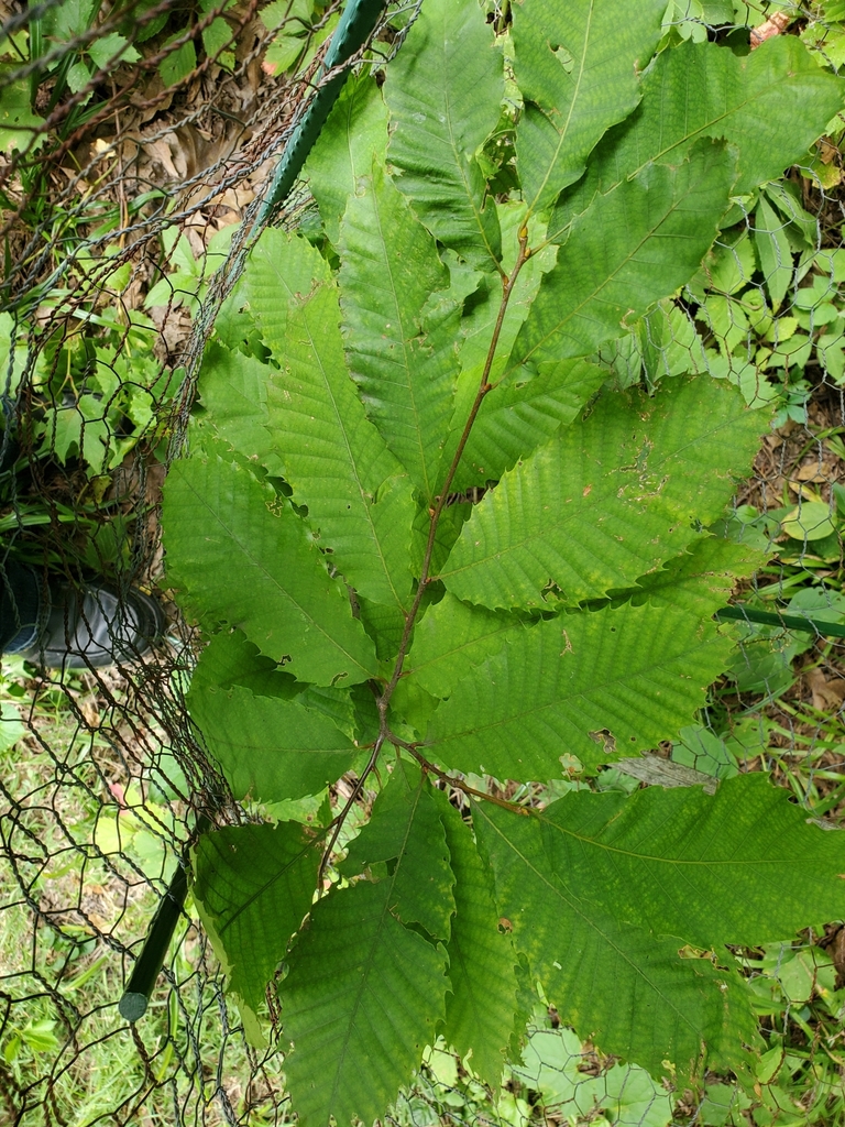 American chestnut from Dearborn, MI 48128, USA on August 26, 2022 at 03 ...
