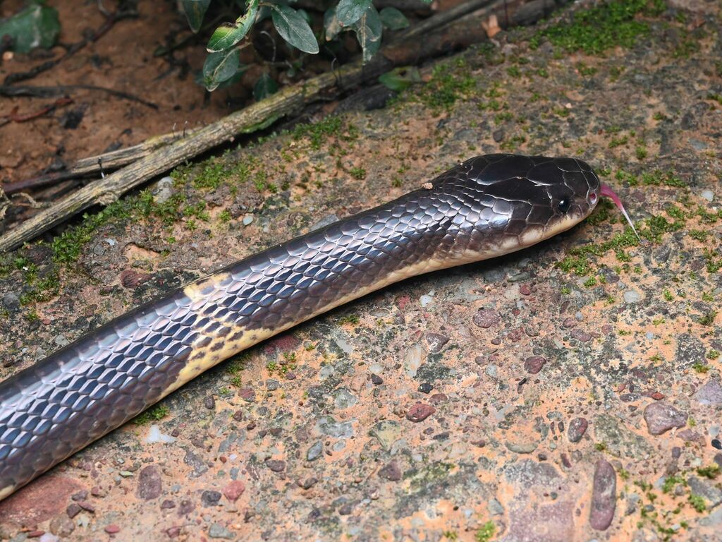 Bungarus multicinctus wanghaotingi from 中国云南省西双版纳傣族自治州勐腊县 on August 29 ...