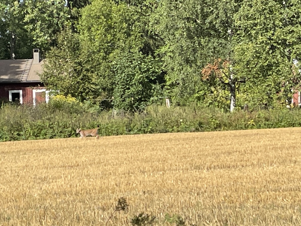 Eurasian Lynx from Isonnevantie, Mänttä, Pirkanmaa, FI on August 29 ...