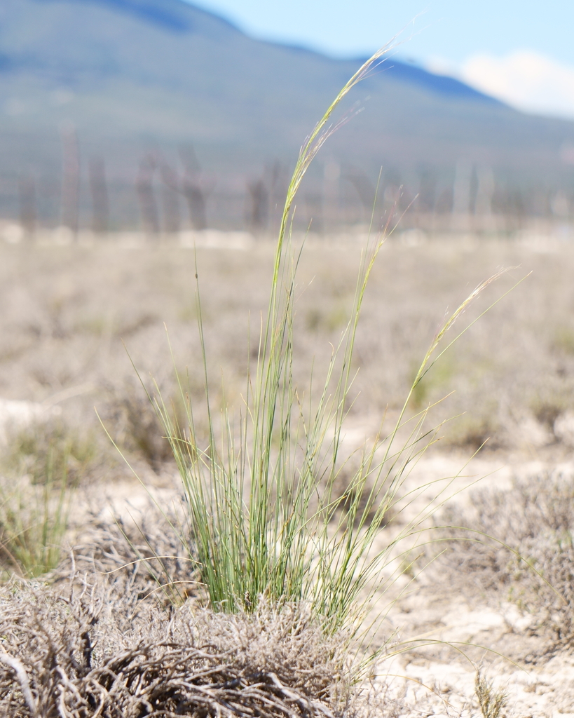 burrograss from Saltillo, Coah., México on August 10, 2022 at 01:07 PM ...
