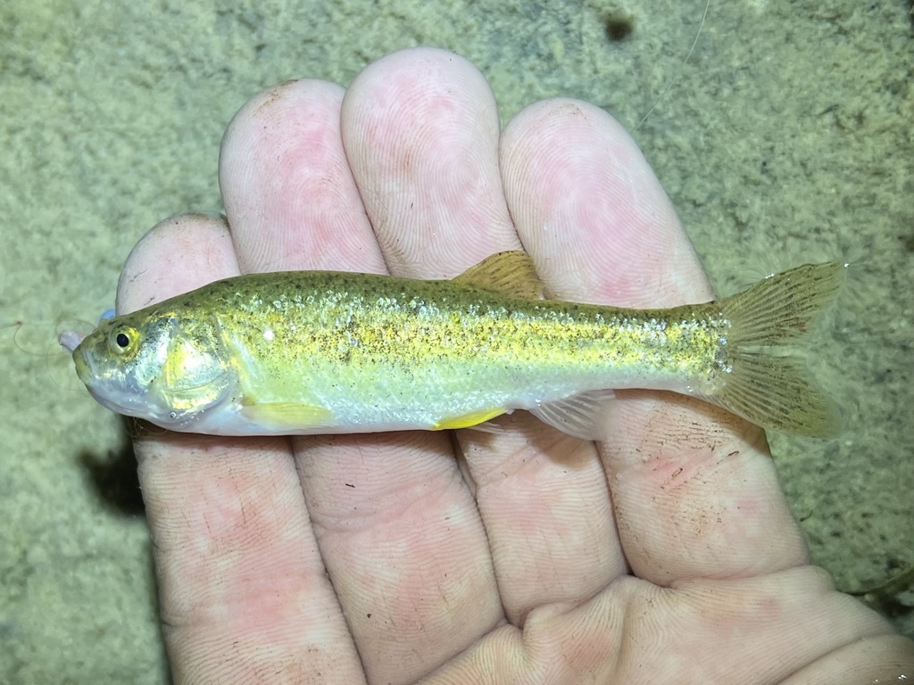 Relict Dace (Relictus solitarius) - Marine Life Identification