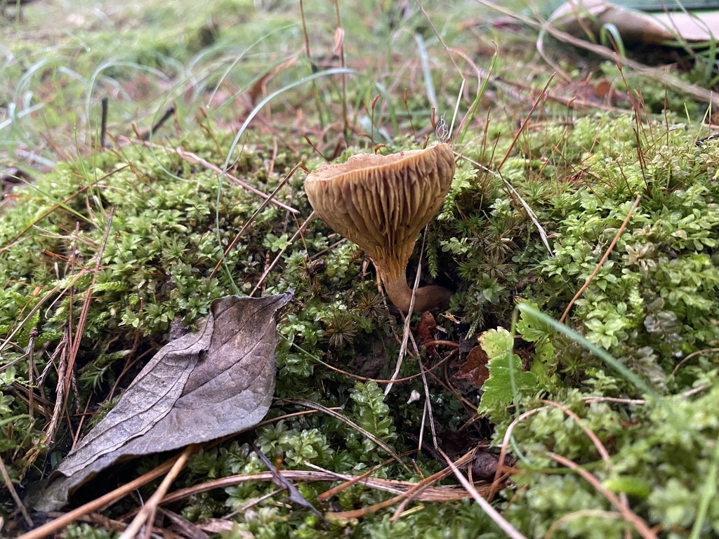 Phylloporus bellus from Old State Rd 46, Nashville, IN, US on August 09 ...