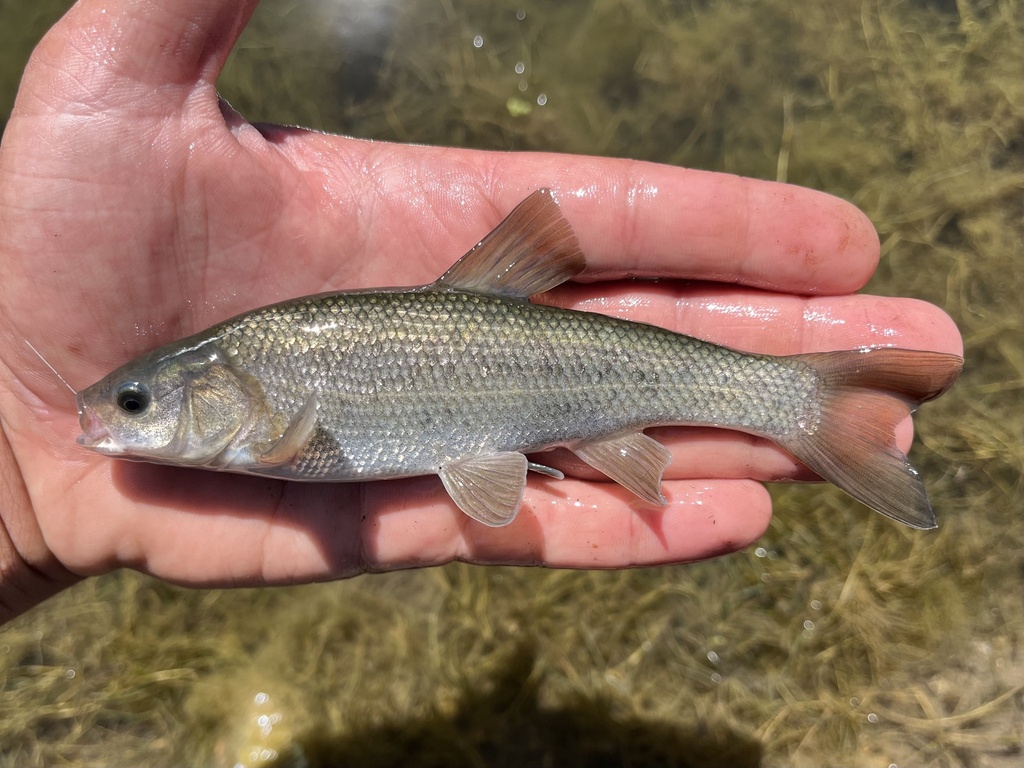 Utah Chub (Gila atraria) (Wildlife of the United States - Fish Pt.5 ...