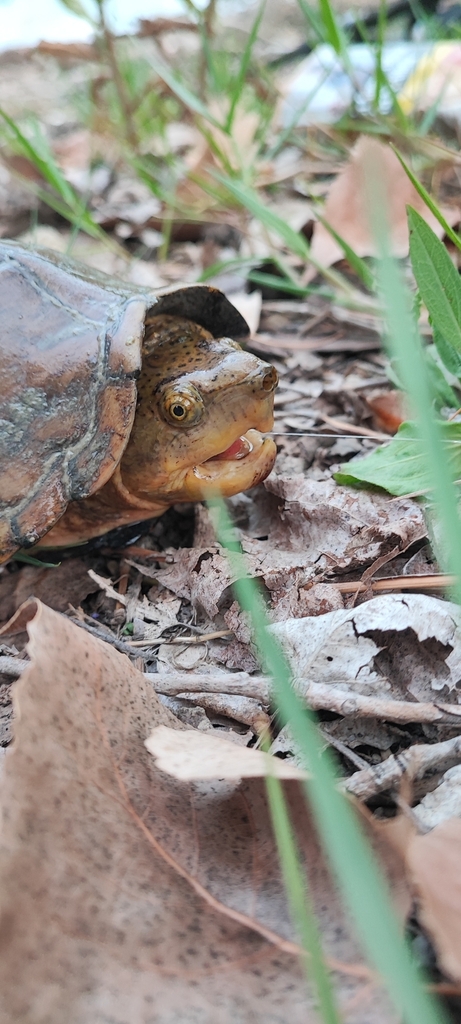 Razor-backed Musk Turtle from 06073 Corciano PG, Italia on August 26 ...