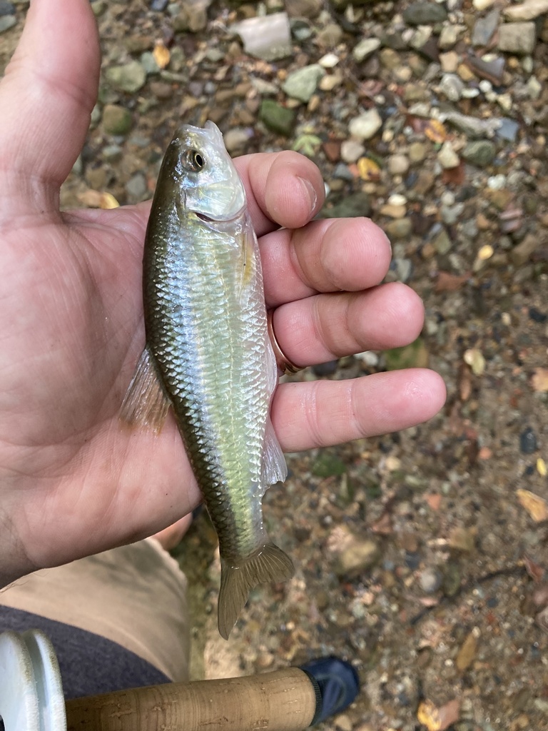 Common Shiner from Lawson Rd, Grand Ledge, MI, US on August 28, 2022 at ...