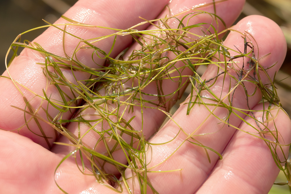 Potamogeton Pusillus