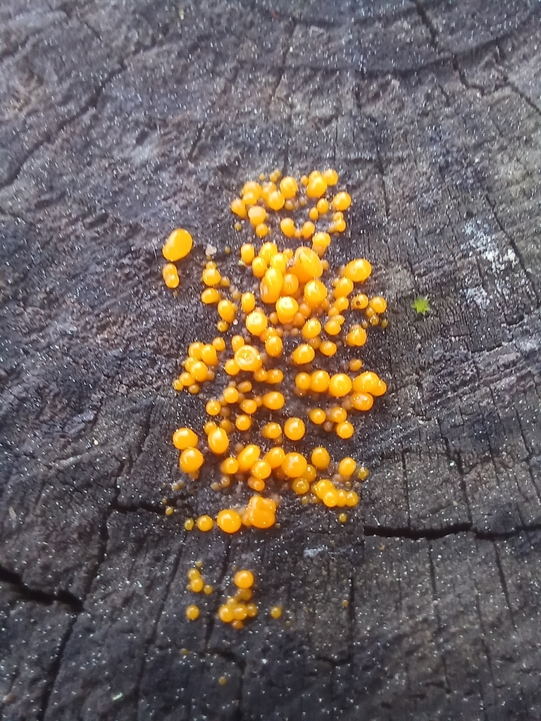 Jelly Spot Fungus from El Quisco, Valparaíso, Chile on August 10, 2022 ...
