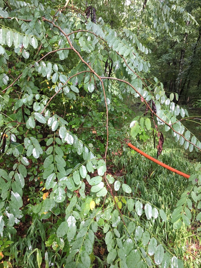 black locust from Oak Level Elva Rd, Symsonia, KY, US on August 29 ...