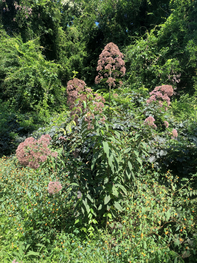 Hollow Joe-Pye Weed from Valley Hill, NC 28739, USA on August 29, 2022 ...