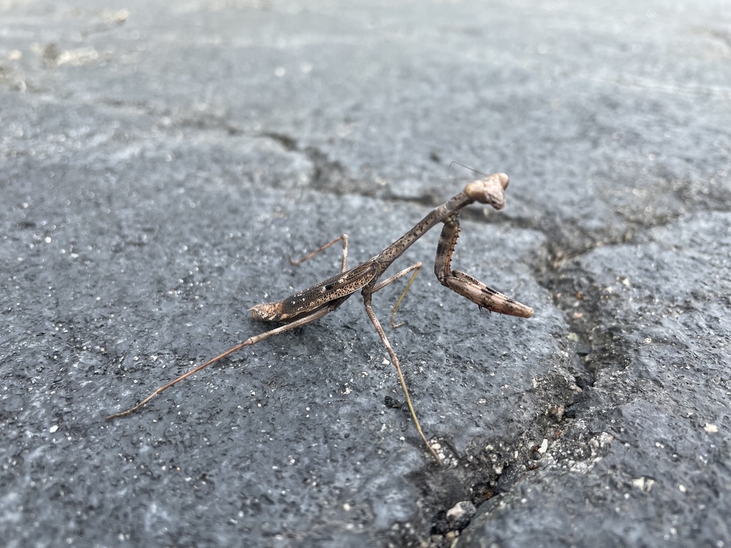 Carolina Mantis from Fordham Blvd, Chapel Hill, NC, US on August 29 ...
