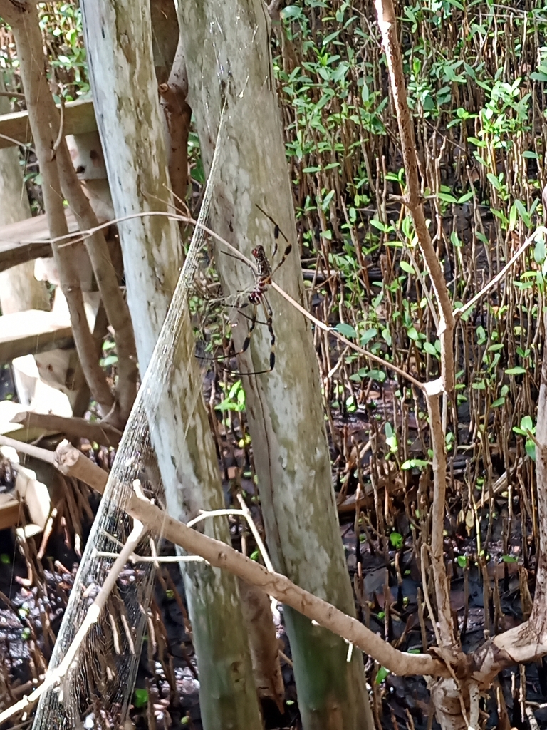 Golden Silk Spider from Felipe Carrillo Puerto, 97367 Celestún, Yuc ...