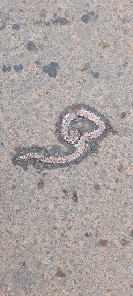 Ceylonese Cylinder Snake from A30, Sri Lanka on November 23, 2021 at 12 ...