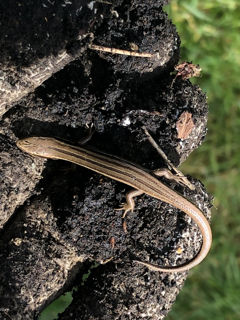 New Zealand Grass Skink in August 2022 by Josie Blackshaw · iNaturalist