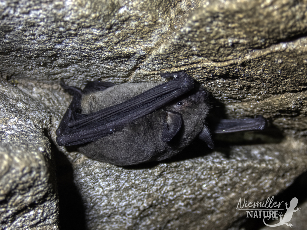 Gray Bat in August 2022 by Matthew L. Niemiller · iNaturalist