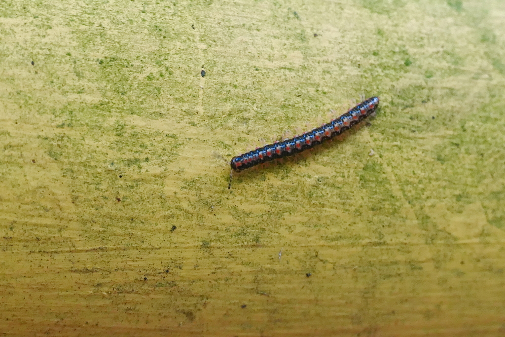 Orange Rosary Millipede from 香港青衣 on August 28, 2022 at 07:59 AM by K W ...