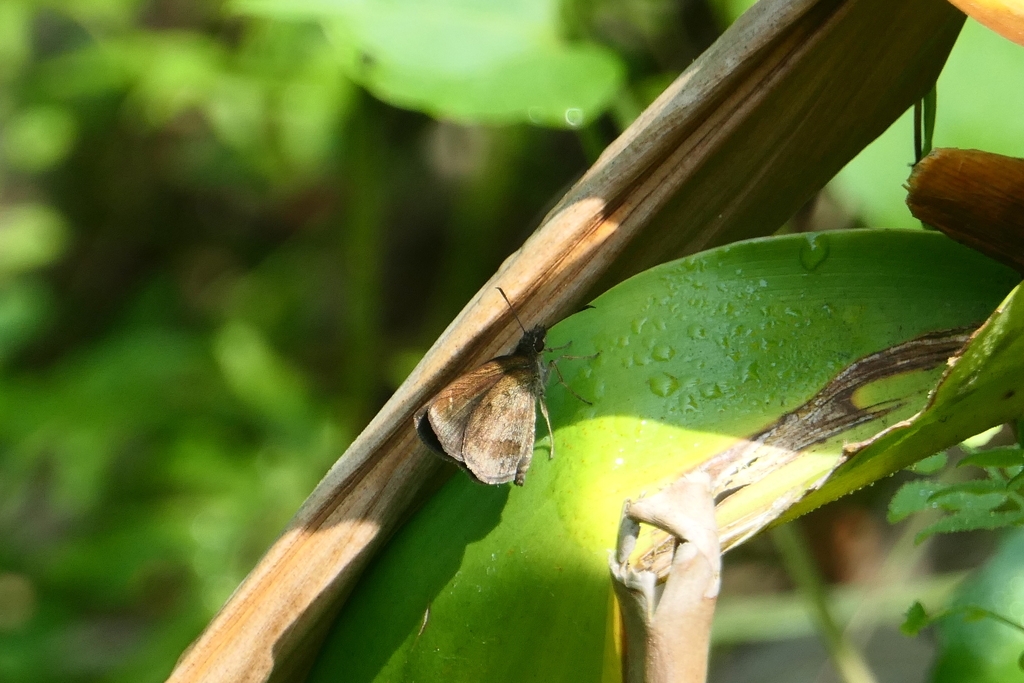 Forest Hopper from Kwai Tsing, Hong Kong on August 28, 2022 at 10:20 AM ...