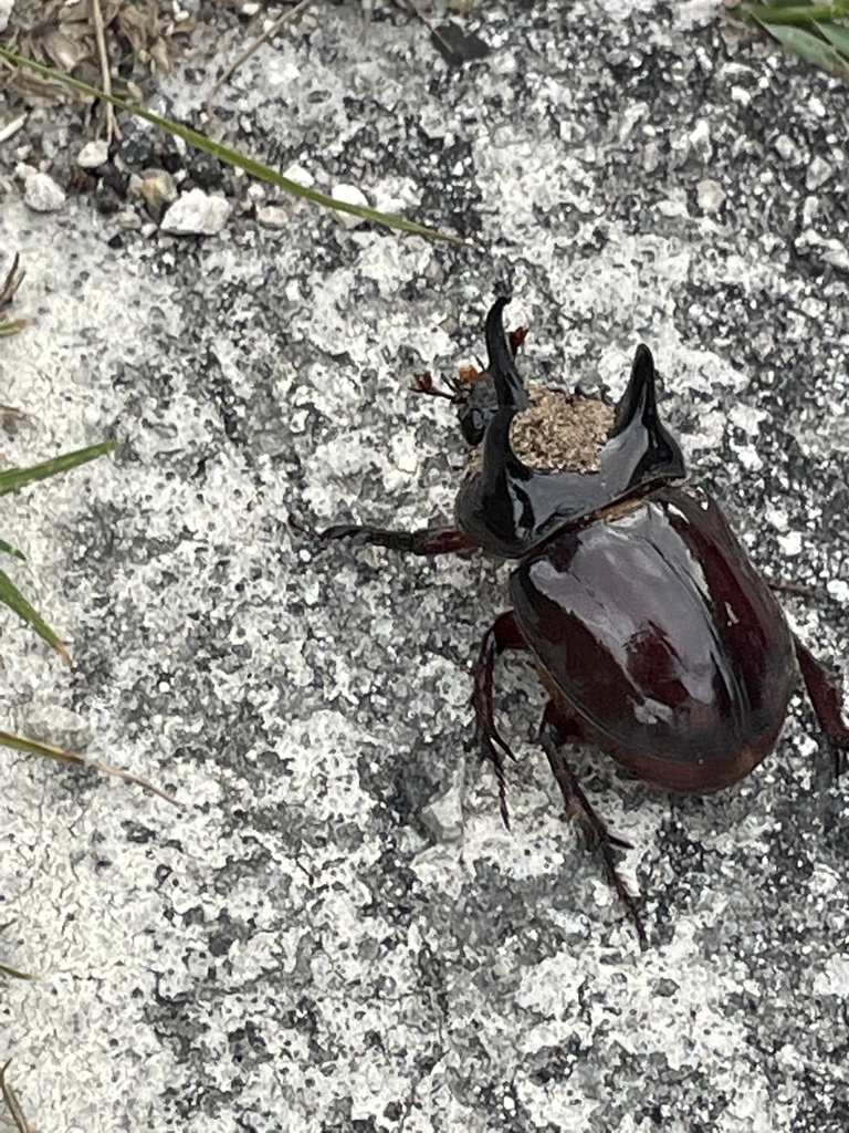 Smooth Ox Beetle from Gainesville on August 29, 2022 at 07:09 PM by ...
