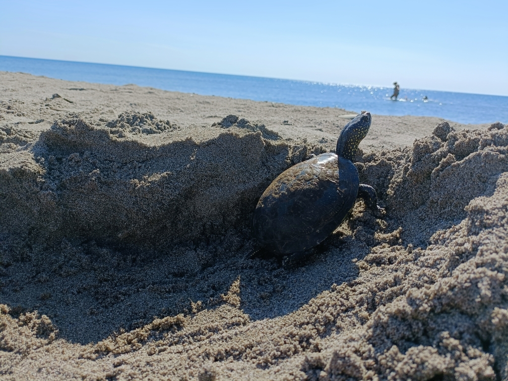 European Pond Turtle in August 2022 by Michele Passarelli · iNaturalist