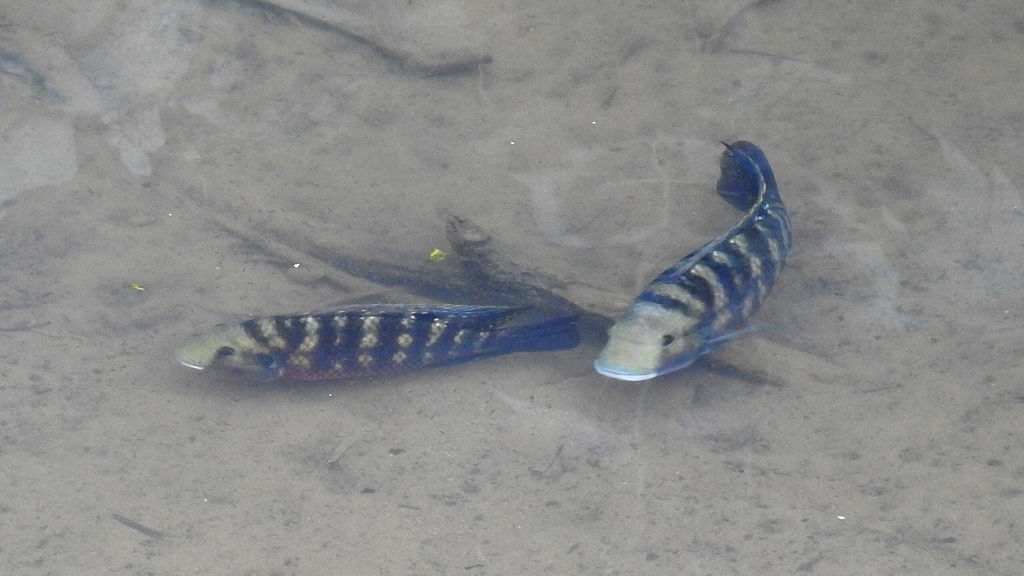 Redbelly Tilapia from 內湖大溝溪親水步道 on August 30, 2022 at 04:37 PM by aero ...