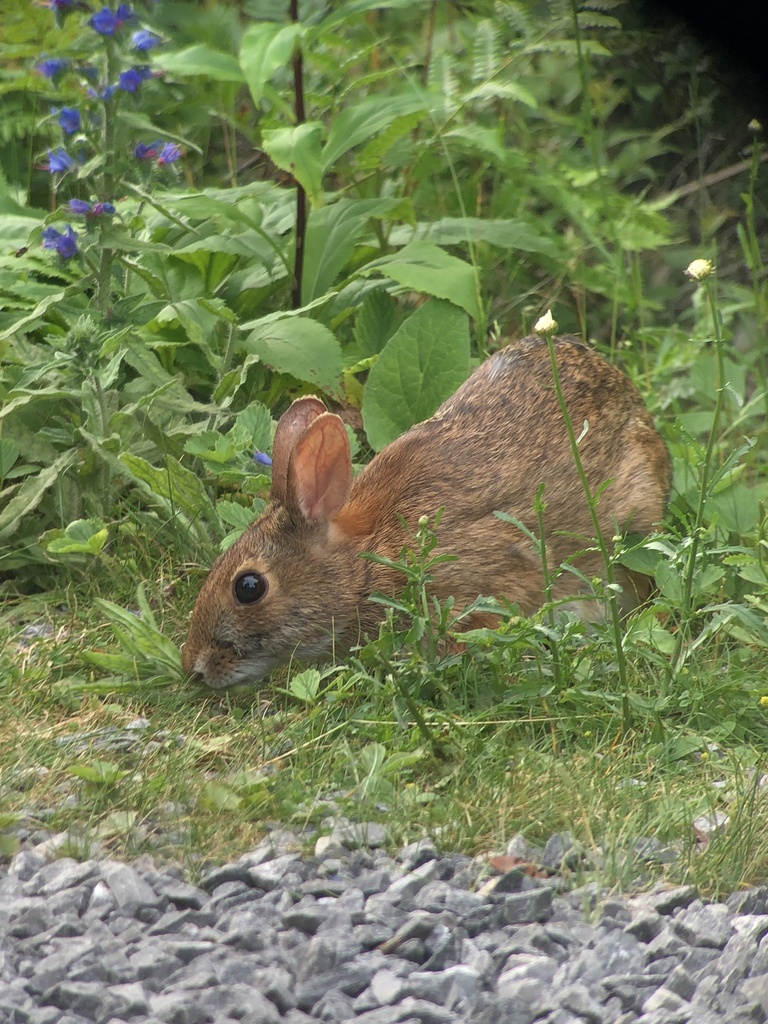 Cottontail Rabbits in June 2018 by Aidan Place · iNaturalist