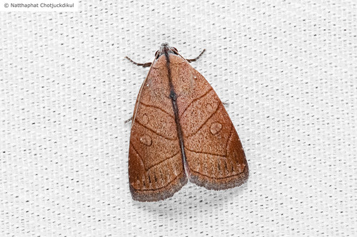 Oglasa hypenoides · iNaturalist