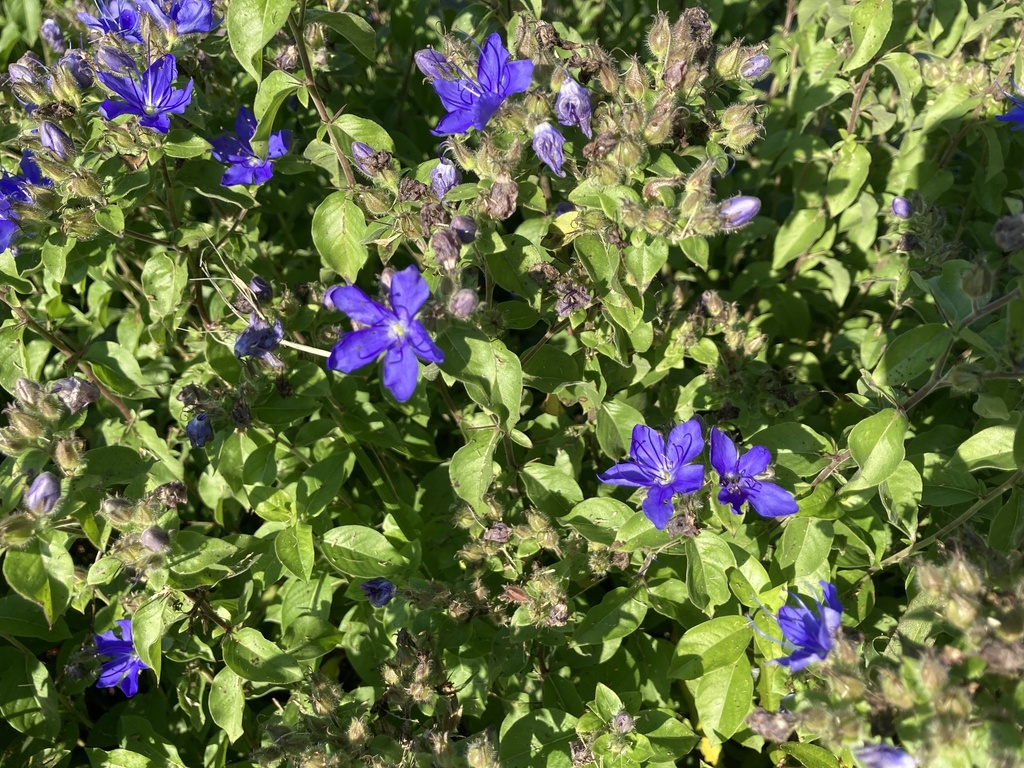 blue waterleaf from Whipporwill Ln, Little Rock, AR, US on August 28 ...