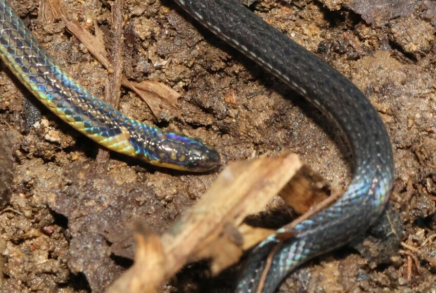 Boie's Dwarf Snake from Tawau, Sabah, Malaisie on August 18, 2022 at 06 ...