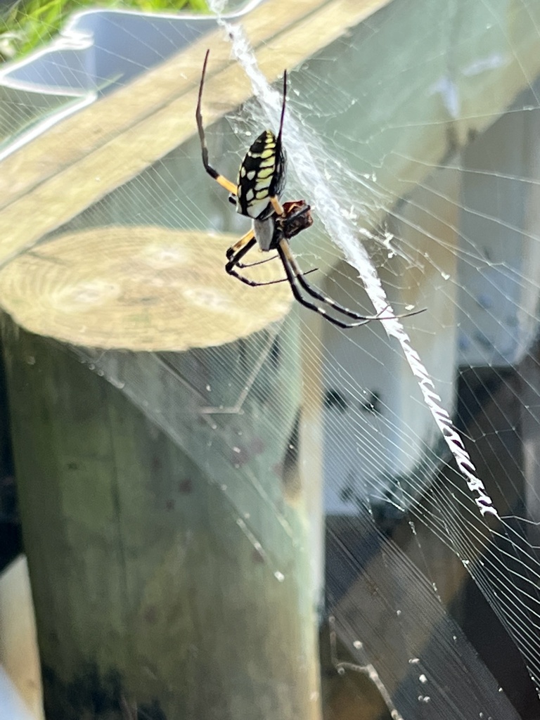 Yellow Garden Spider in August 2022 by Anna Gamblin. Enjoying a lovebug ...