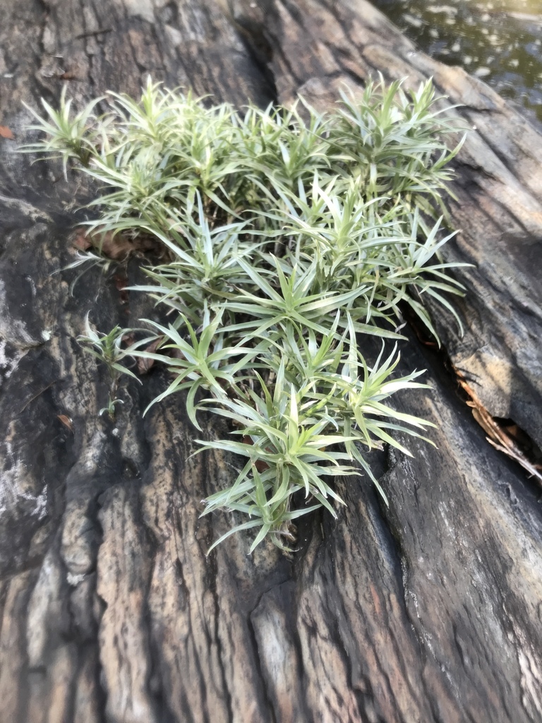 Ruth's golden aster in August 2018 by catvogel · iNaturalist