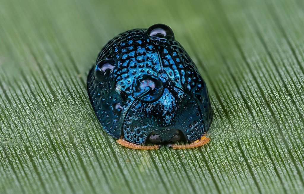 Palmetto Tortoise Beetle from Orange County, FL, USA on August 3, 2018 ...