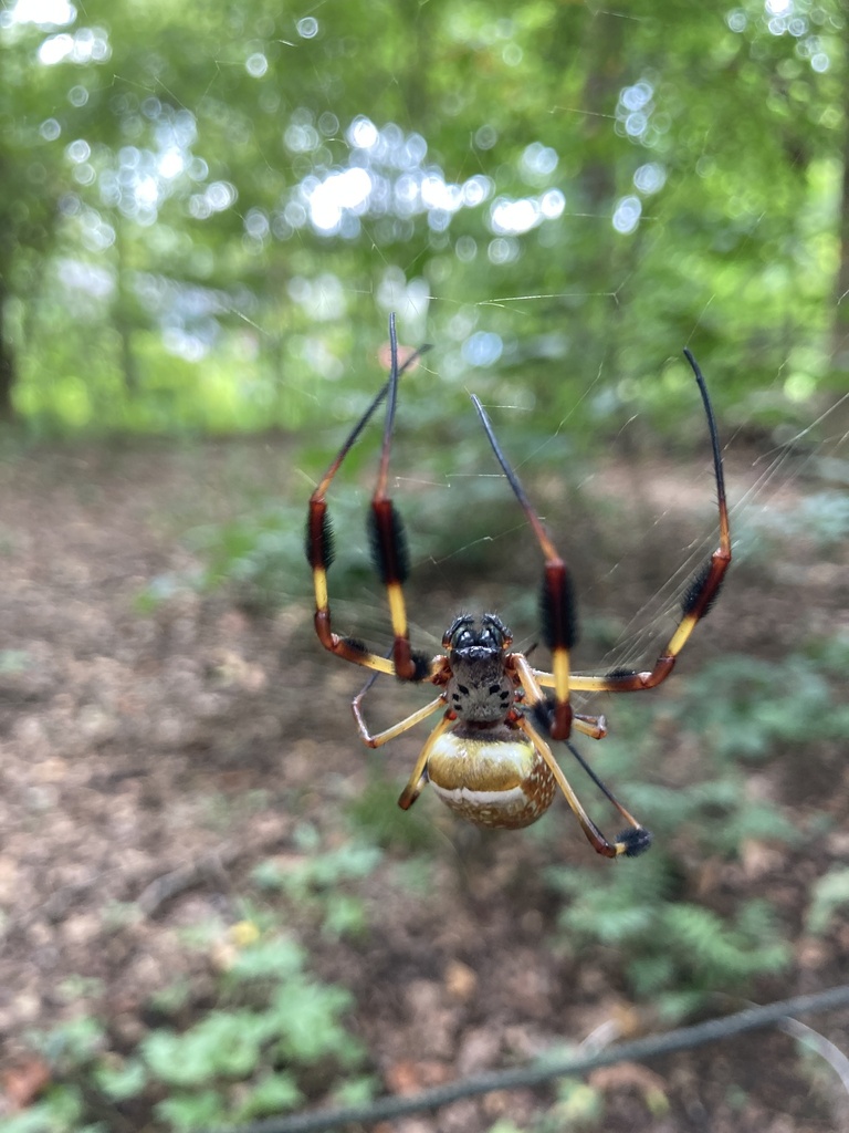 Golden Silk Spider from Bloomwood Rd, Columbia, SC, US on August 30 ...