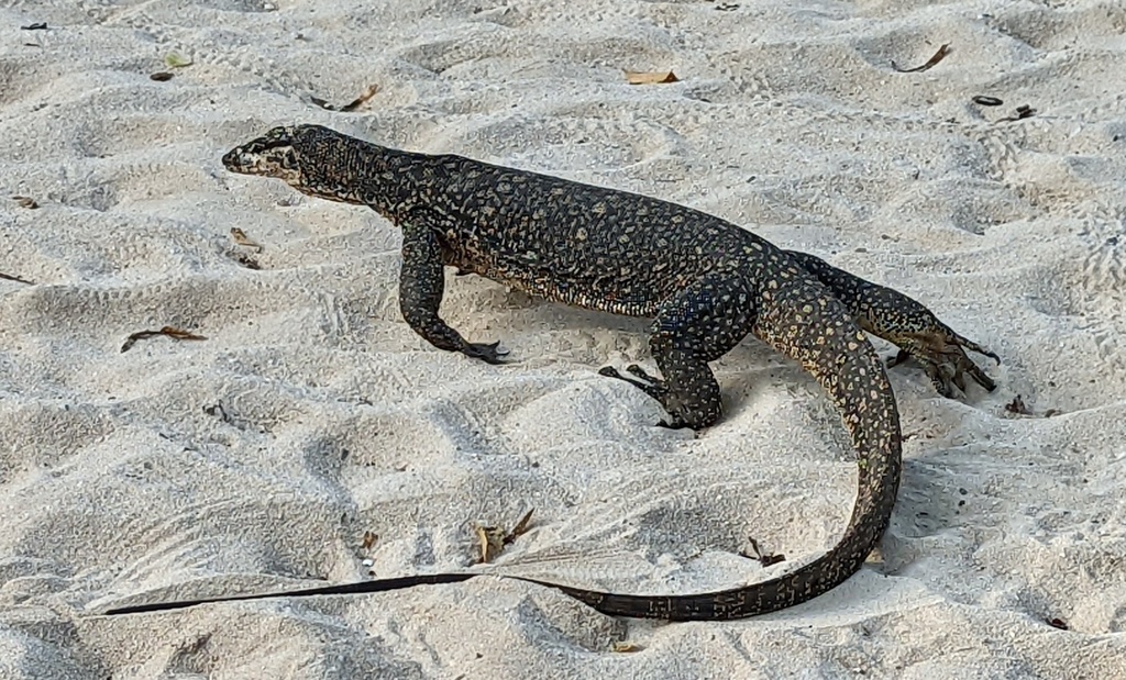 Palawan Monitor from Dimakya Island, Coron, Palawan, PH on August 31 ...
