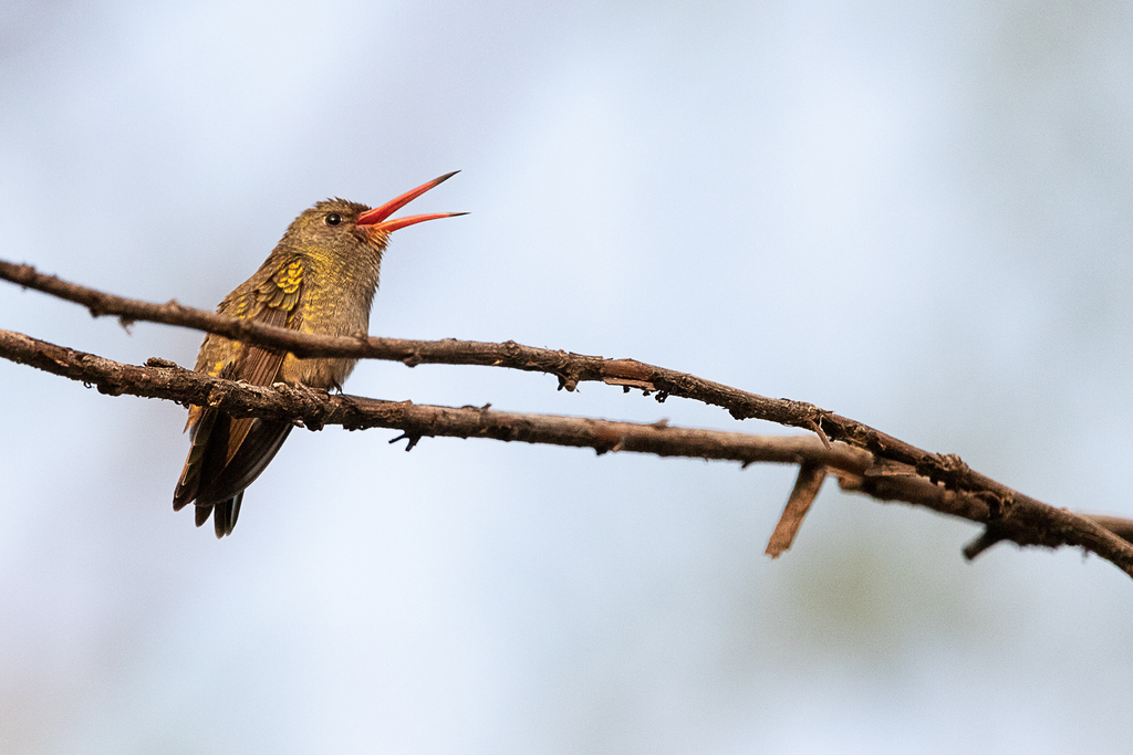 Gilded Hummingbird from Cam. de la Ribera Nte. 480, B1641 Acassuso ...