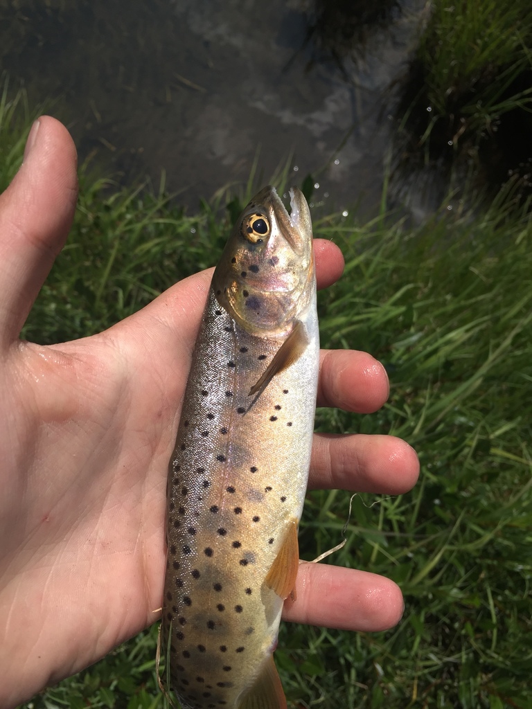 Rocky Mountain Cutthroat Trout from Uinta-Wasatch-Cache National Forest ...