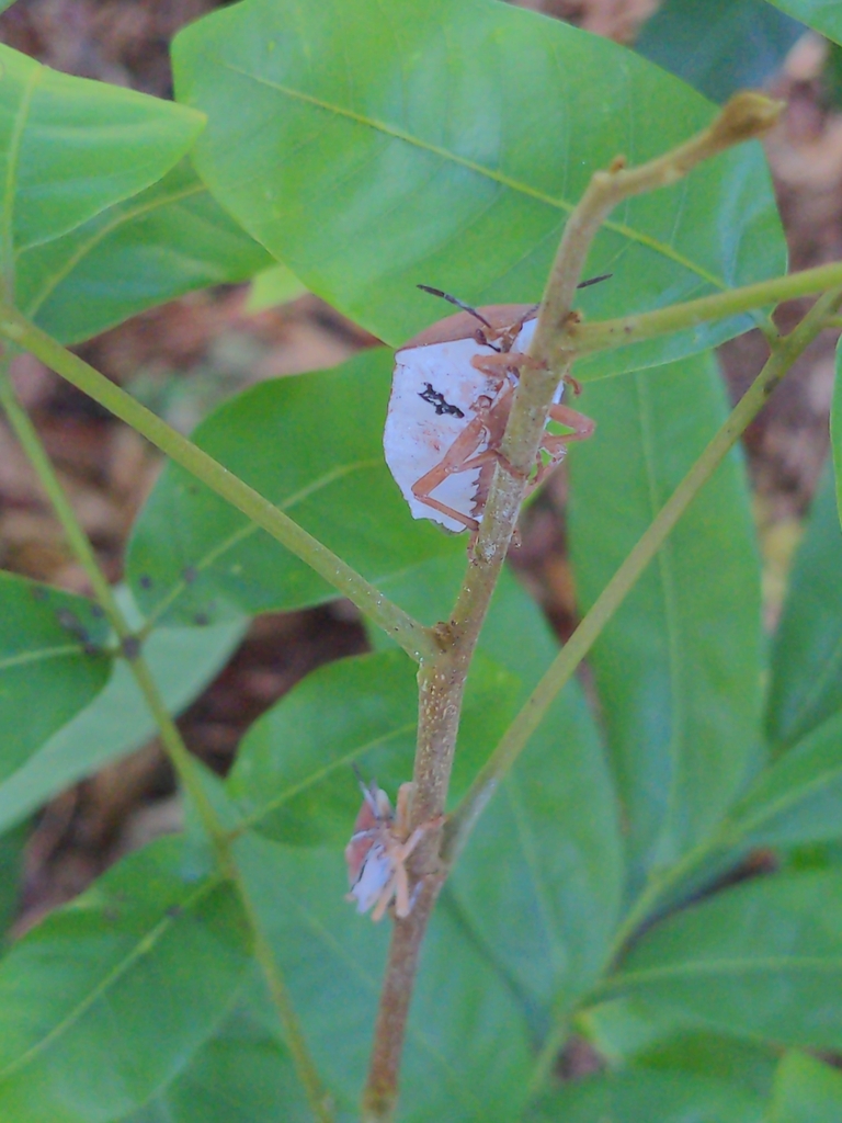 Lychee Stink Bug from 600台灣嘉義市西區紅瓦里 on August 31, 2022 at 07:36 AM by ...
