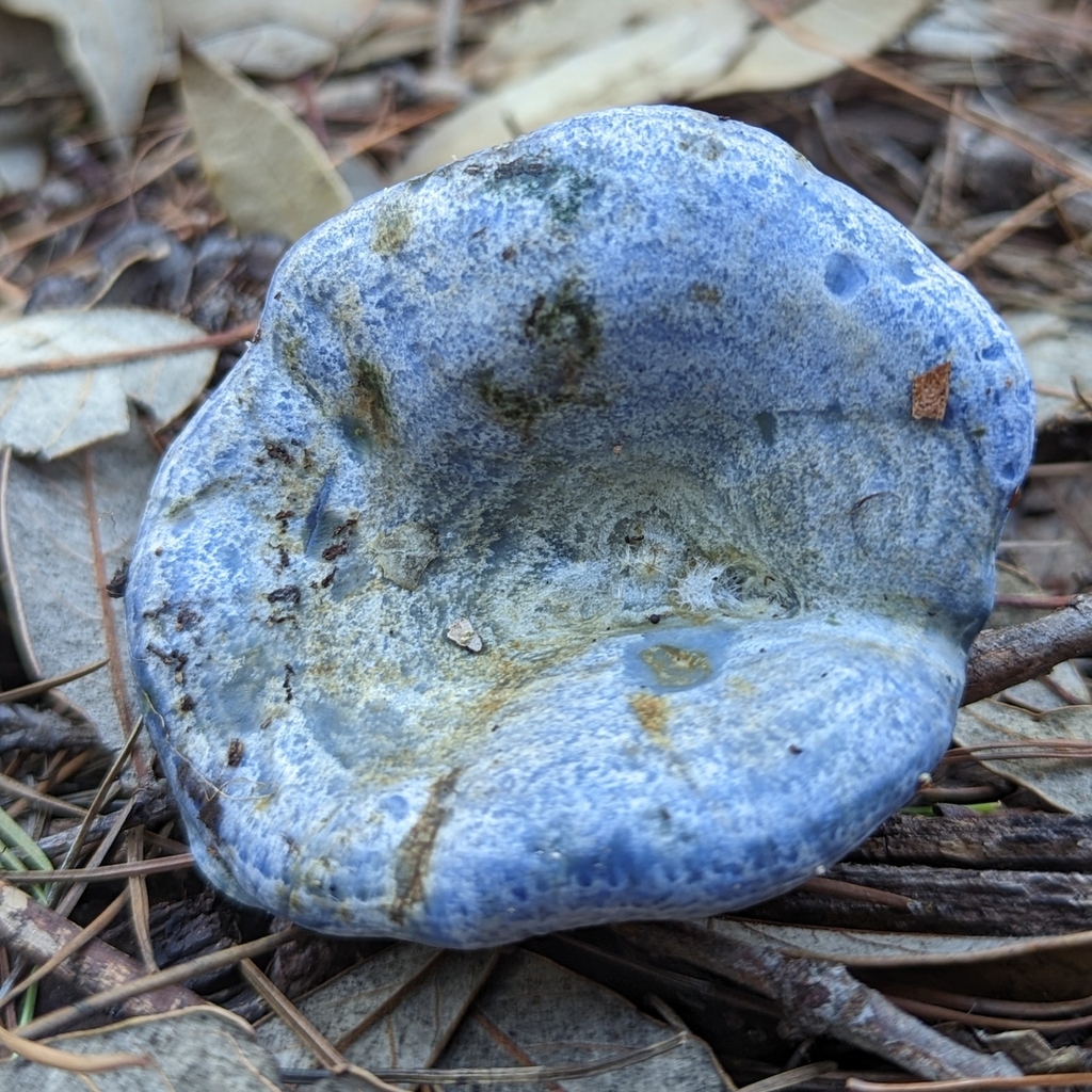 indigo milk cap in August 2022 by Michelle C. Torres-Grant · iNaturalist