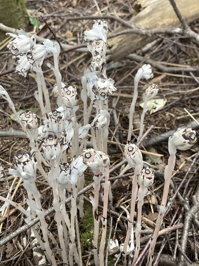Ghost Pipe from Superior National Forest, Grand Marais, MN, US on ...