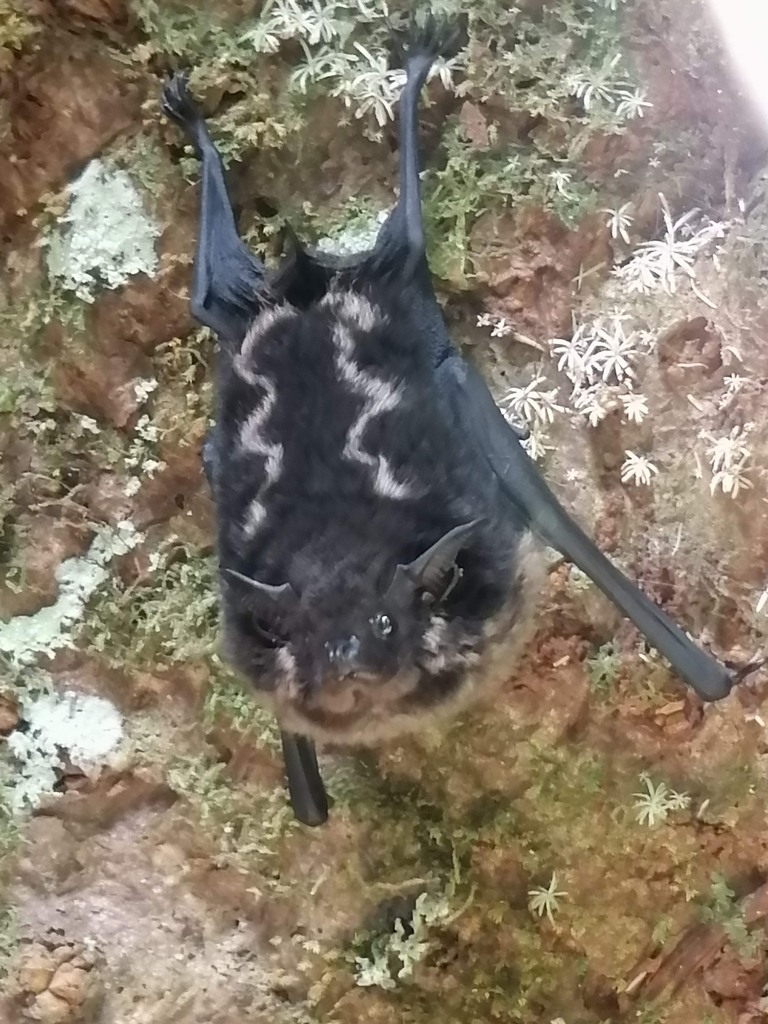 Greater Sac-winged Bat from Heredia Province, Sarapiqui, Costa Rica on ...