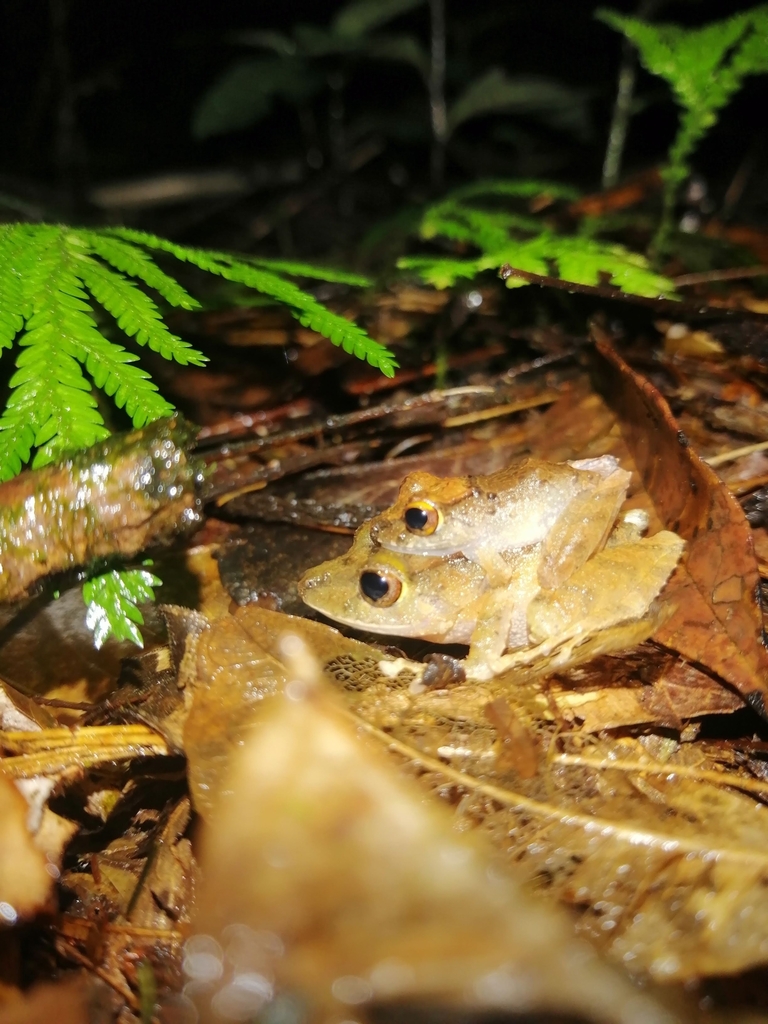 Clay-colored Rain Frog from Heredia Province, Sarapiqui, Costa Rica on ...