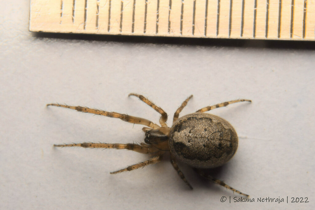 Silver-sided Sector Spider in August 2022 by Sakuna Nethraja Gamage ...