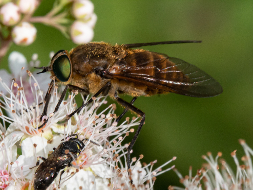 Stonemyia from Lewis, VT, USA on July 29, 2022 at 02:48 PM by Timothy ...