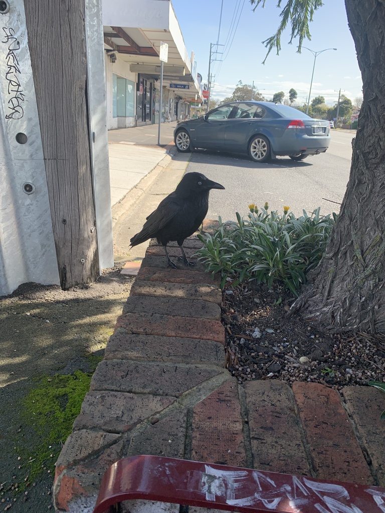 Little Raven from Glen Eira - South, AU-VI, AU on August 31, 2022 at 01 ...