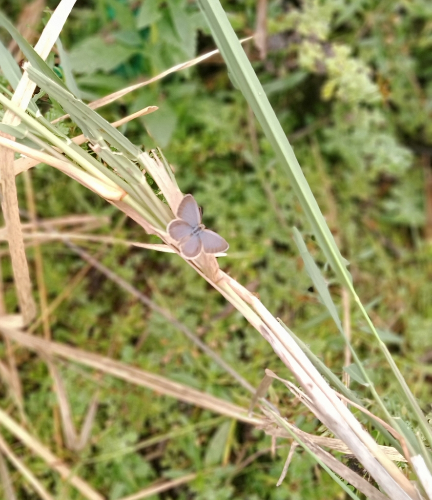 Lesser Grass Blue from QJ33+C3J, Panguru, Andhra Pradesh 517641, India ...